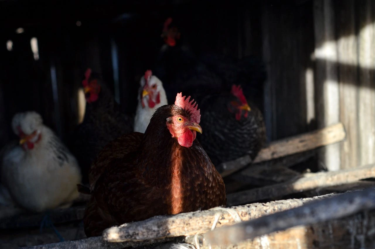 Débuter l'élevage de poules : le guide complet | La Bonne Poule